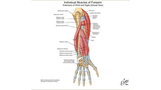 5- upper limb- forearm - 1.pdf university | PDF