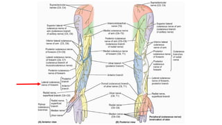 5- upper limb- forearm -2.pdf university | PDF