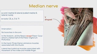 5- Vessels and Nerves of the upper limb.pdf