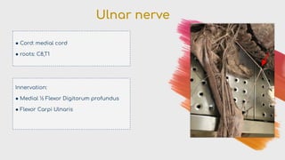 5- Vessels and Nerves of the upper limb.pdf