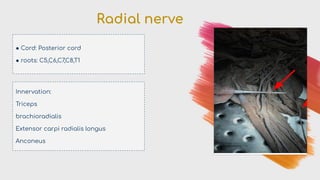 5- Vessels and Nerves of the upper limb.pdf