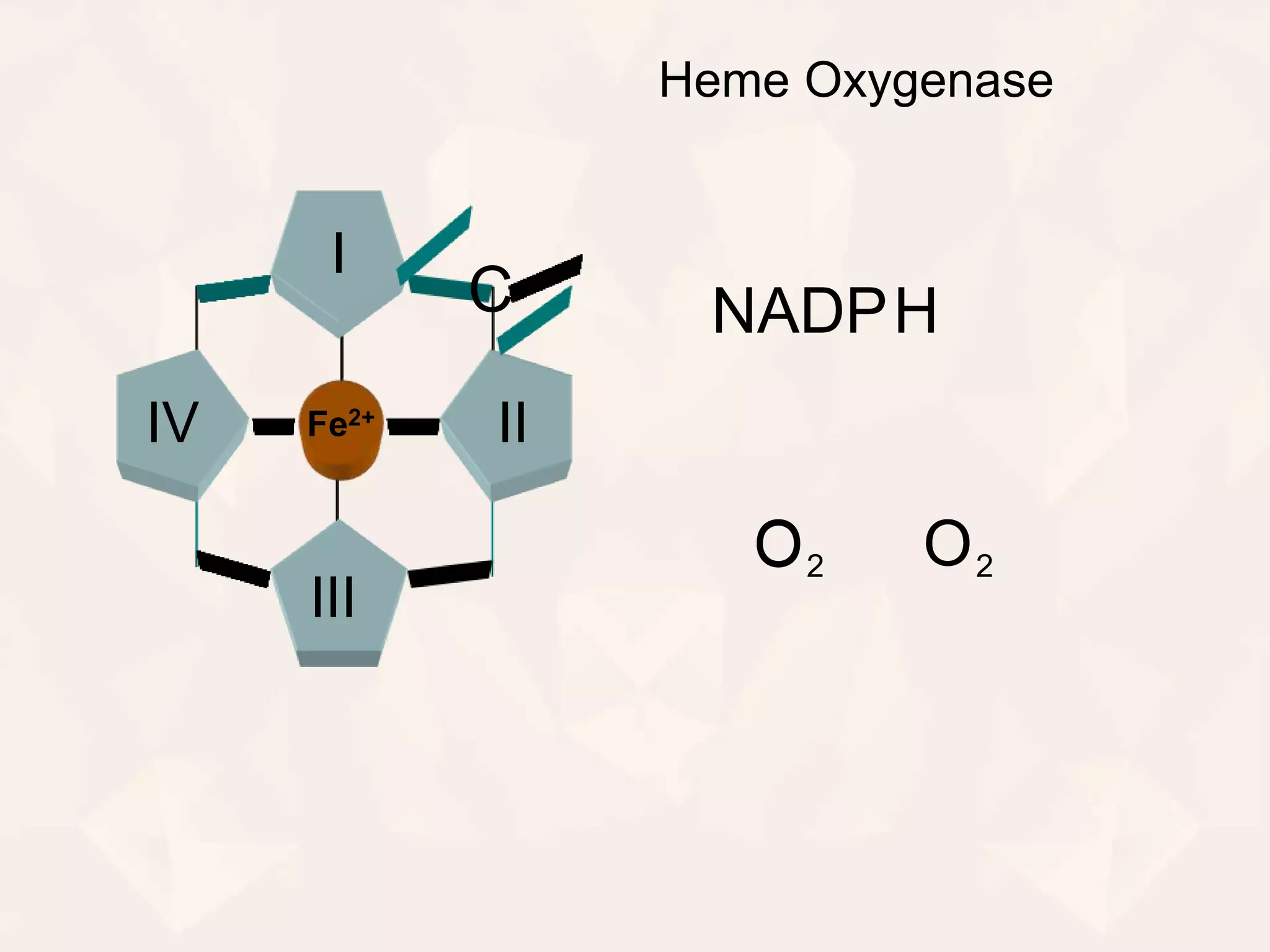 Heme Degradation and Jaundice | PPSX