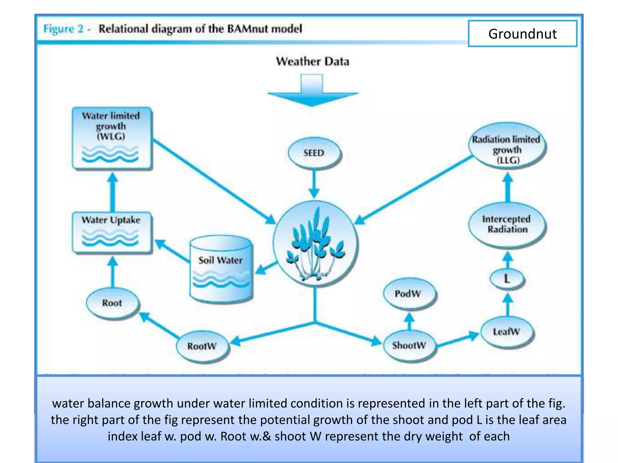 crop modelling basics in groundnut | PPTX | Agriculture | Industries