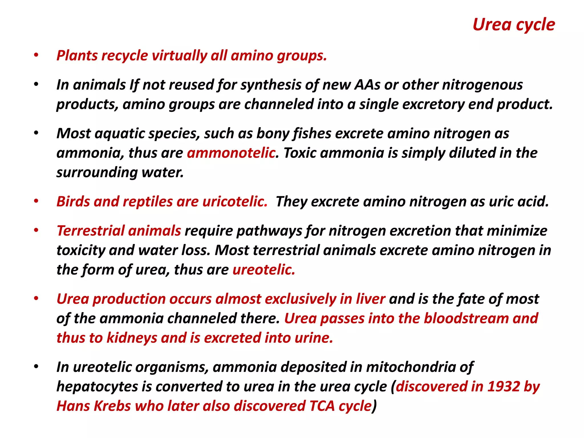 Urea cycle, Biochemistry, Human Excretory system | PPT