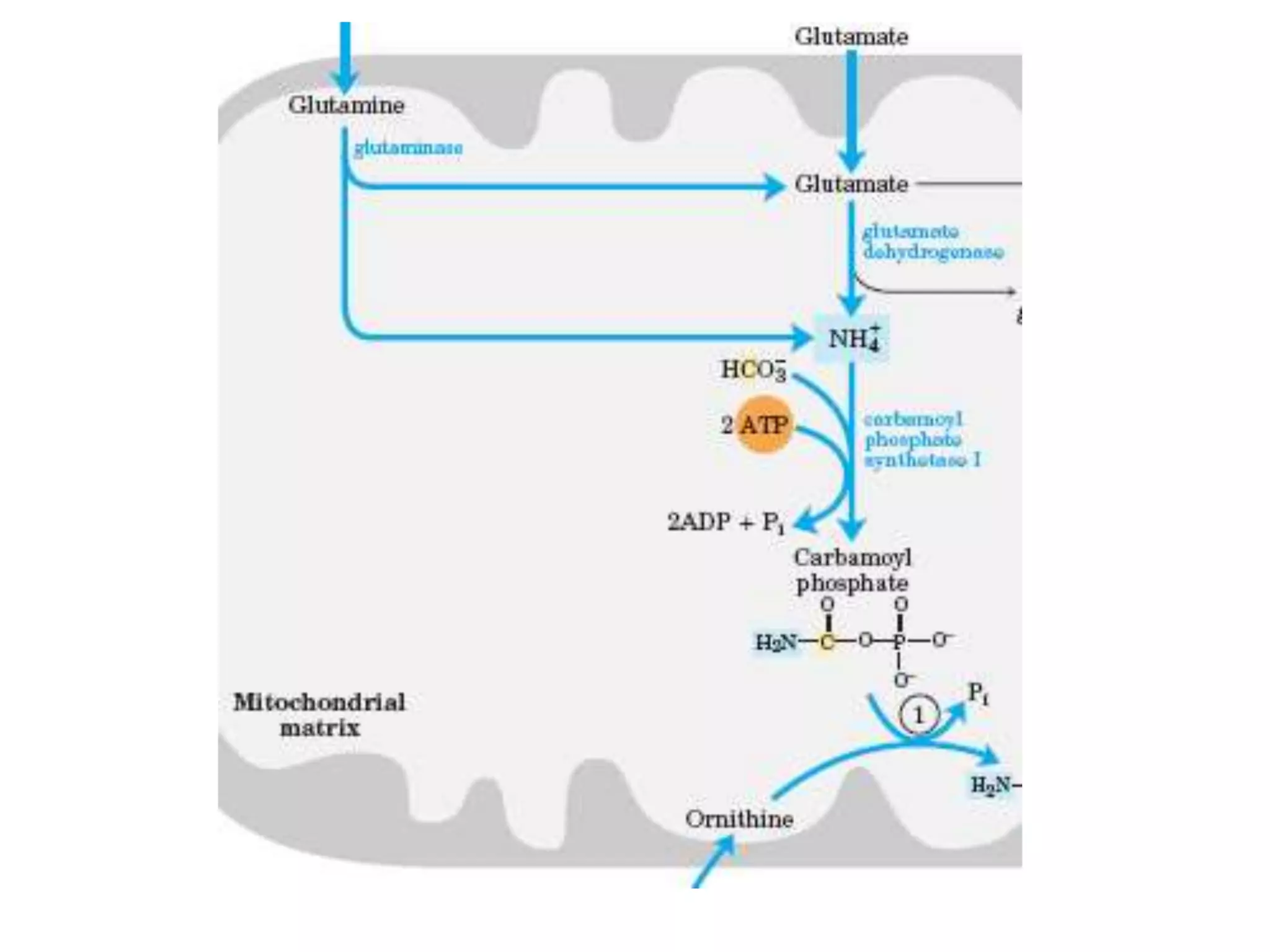 Urea cycle, Biochemistry, Human Excretory system | PPT