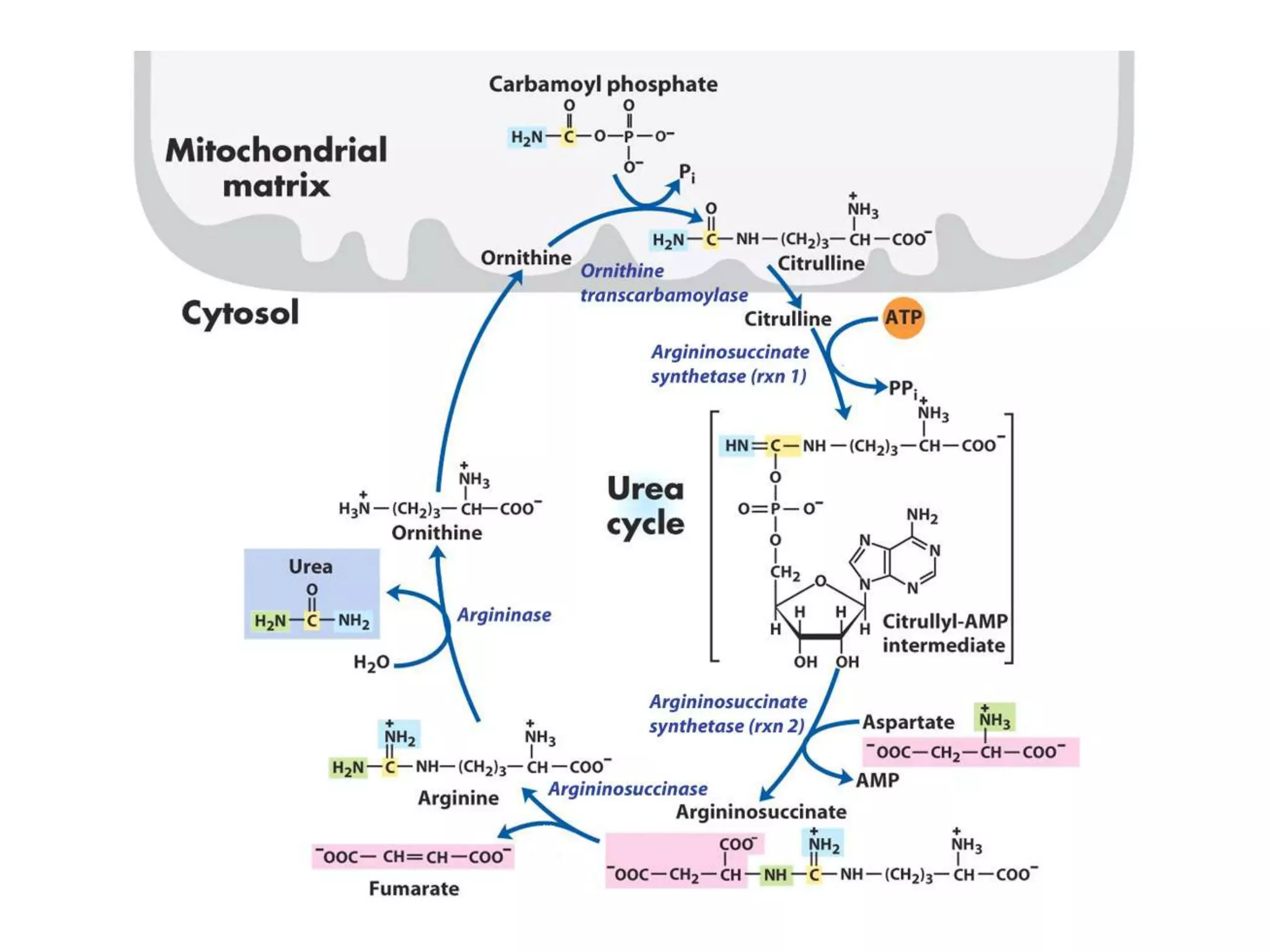 Urea cycle, Biochemistry, Human Excretory system | PPT