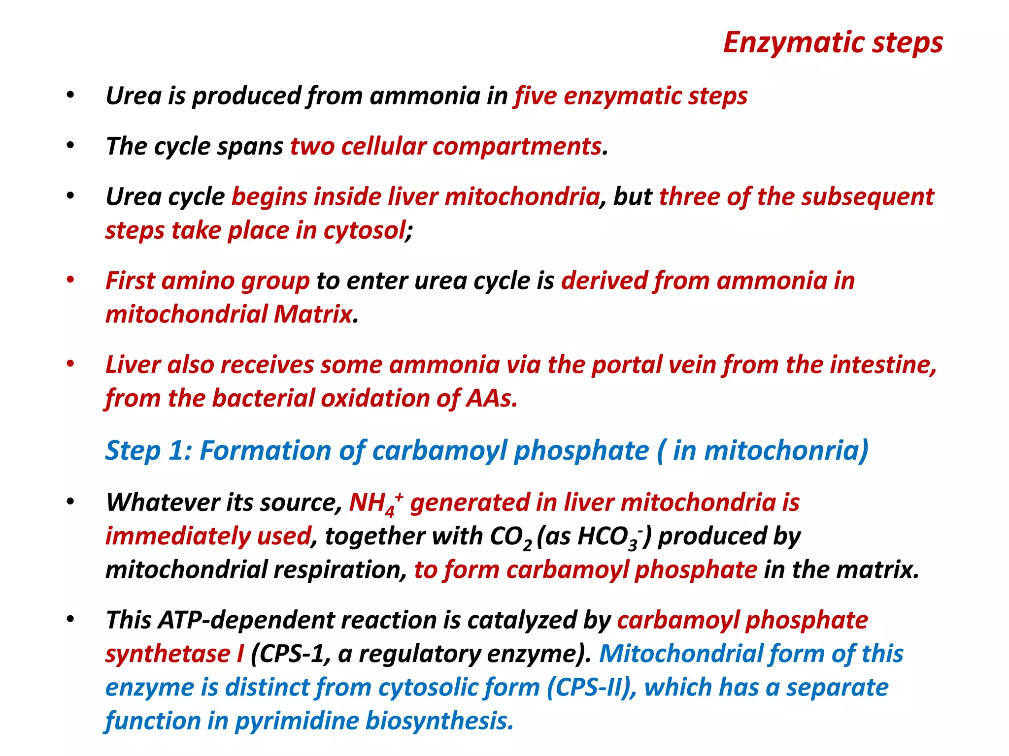 Urea cycle, Biochemistry, Human Excretory system | PPT