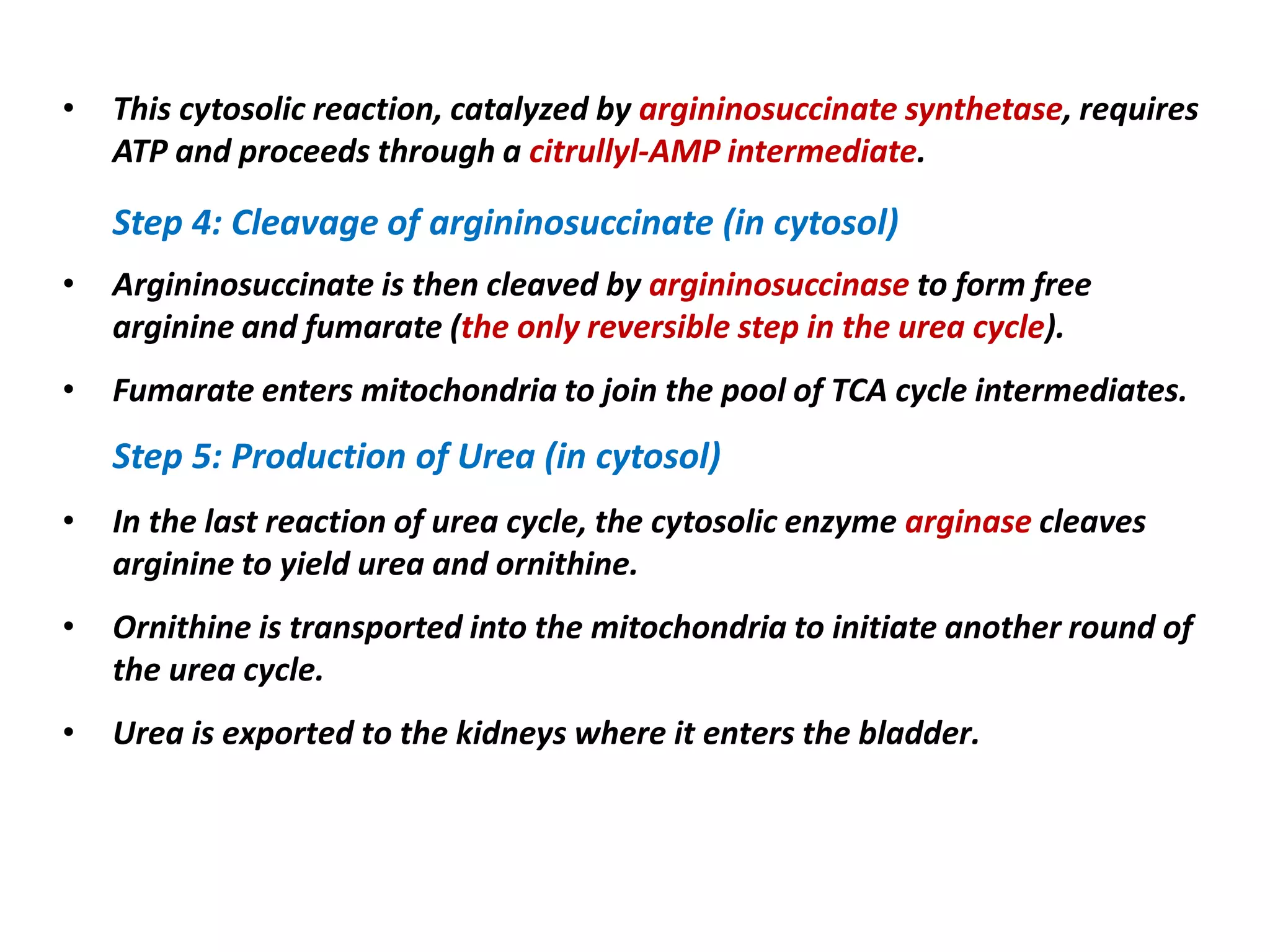 Urea cycle, Biochemistry, Human Excretory system | PPT