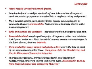 Urea cycle, Biochemistry, Human Excretory system | PPT
