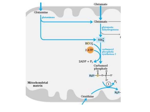 Urea cycle, Biochemistry, Human Excretory system | PPT