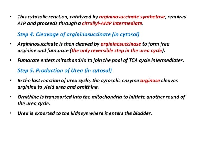 Urea cycle, Biochemistry, Human Excretory system | PPT