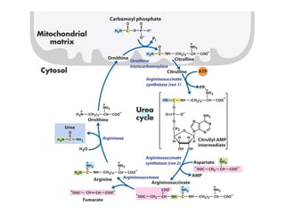Urea Cycle Lehninger