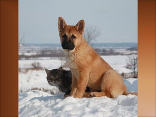 501- Cats & friends | PPT