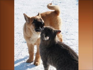 501- Cats & friends | PPT