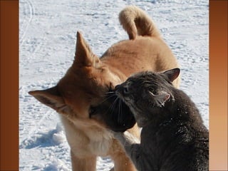 501- Cats & friends | PPT