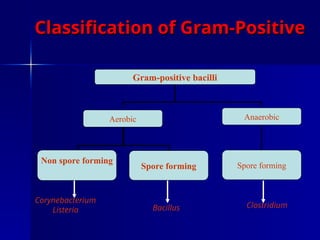 Gram positive cocci and to dokskkkk .ppt