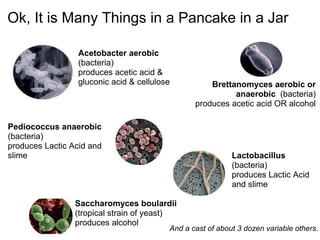 Kombucha, My Lord, Kombucha | PPT