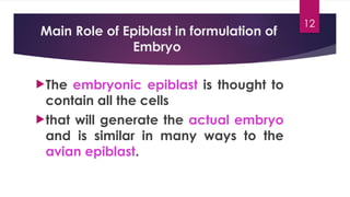 503059520-Gastrulation-in-Mammals developmental biology.pptx