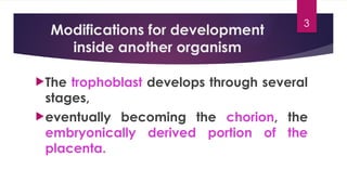 503059520-Gastrulation-in-Mammals developmental biology.pptx