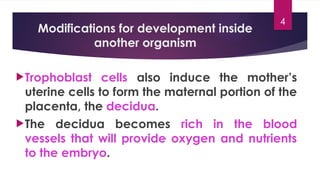 503059520-Gastrulation-in-Mammals developmental biology.pptx