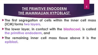 503059520-Gastrulation-in-Mammals developmental biology.pptx