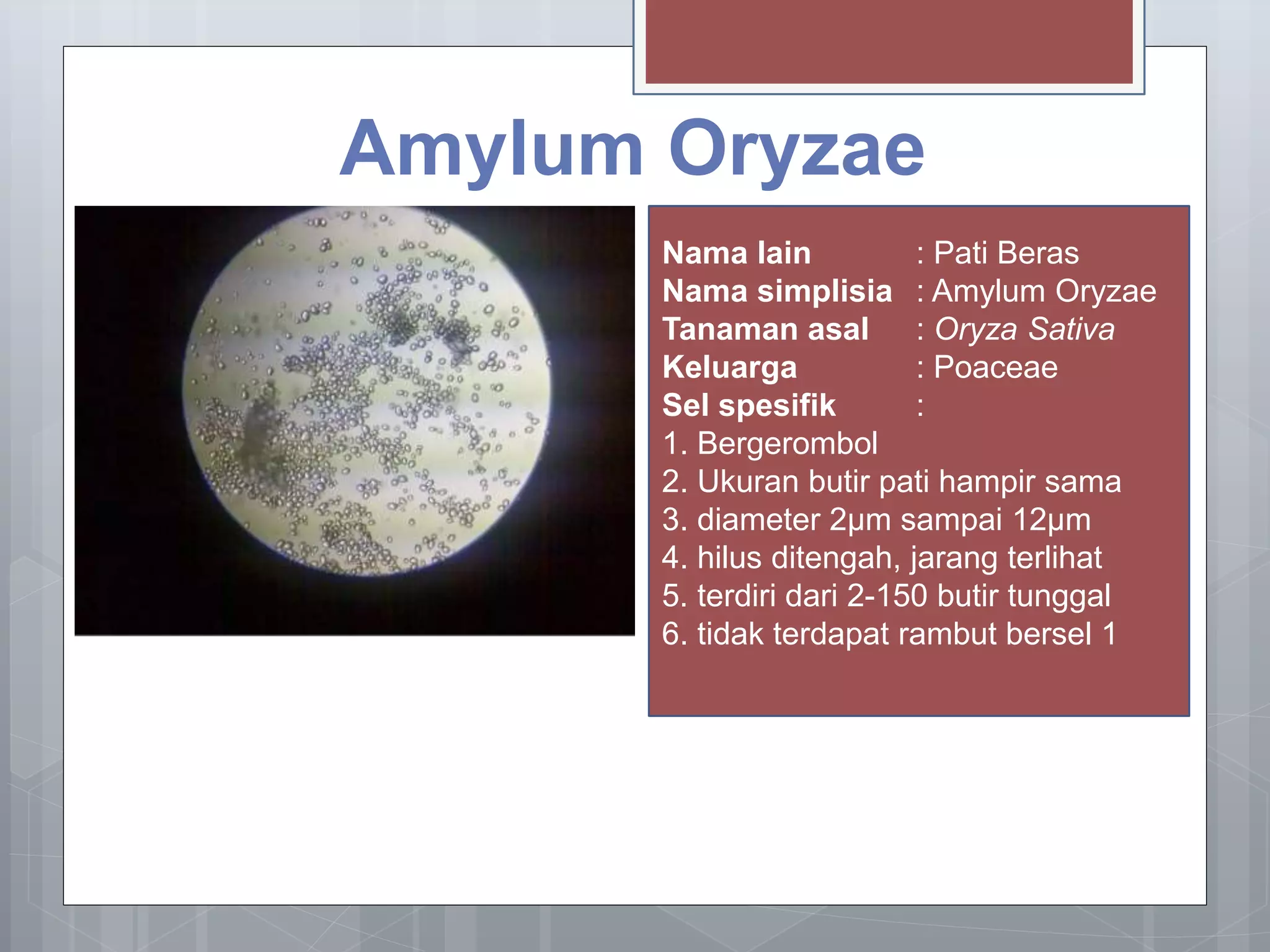 503793898-Praktik-Farmakognosi-Amylum.pptx