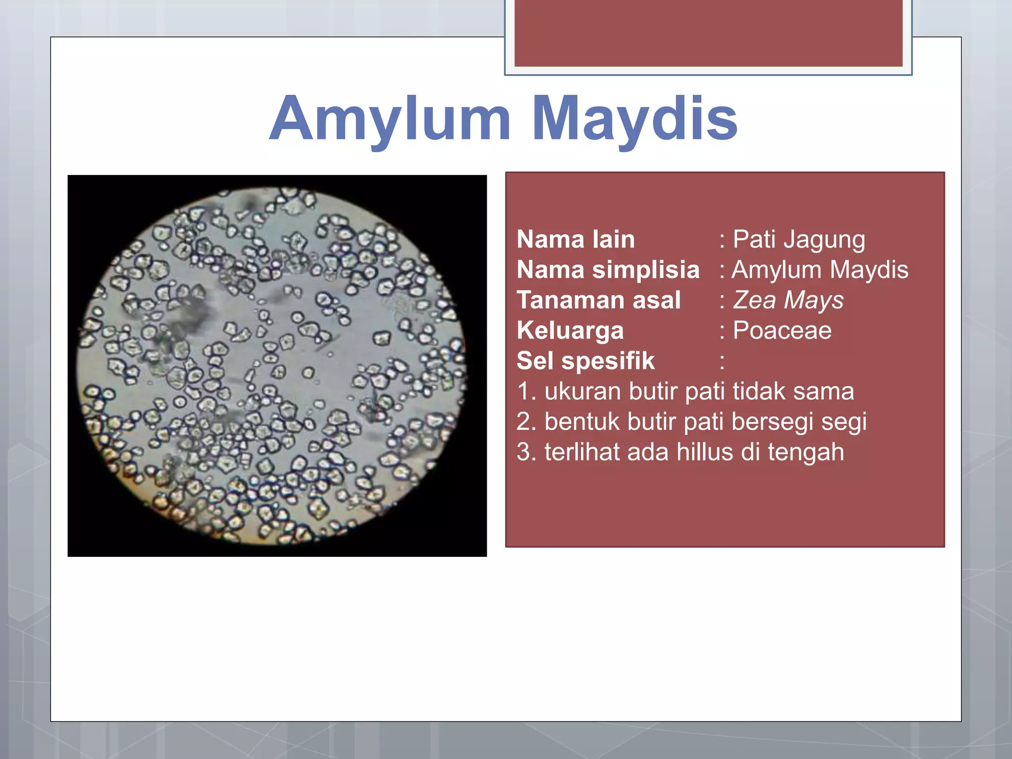 503793898-Praktik-Farmakognosi-Amylum.pptx