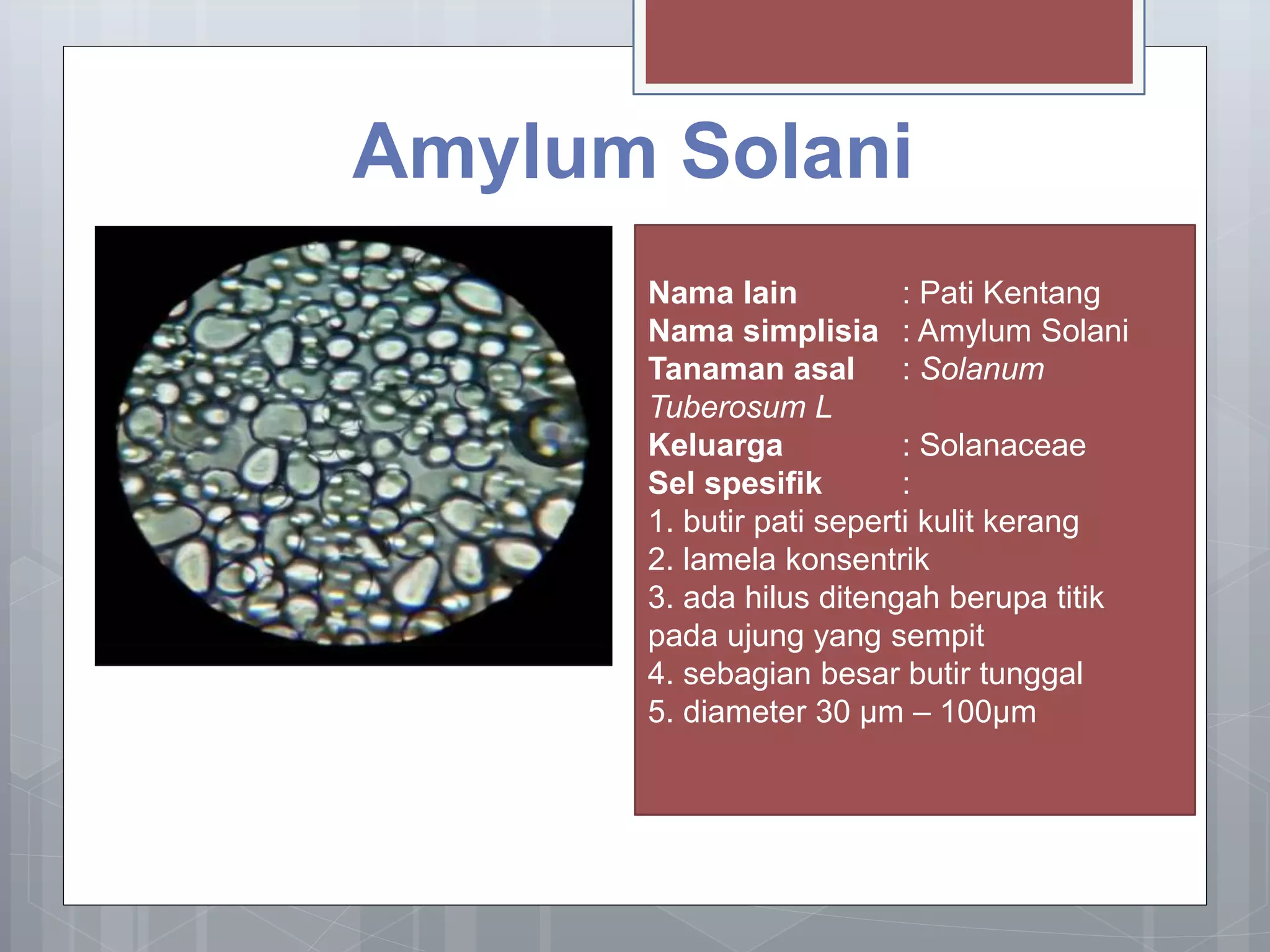 503793898-Praktik-Farmakognosi-Amylum.pptx