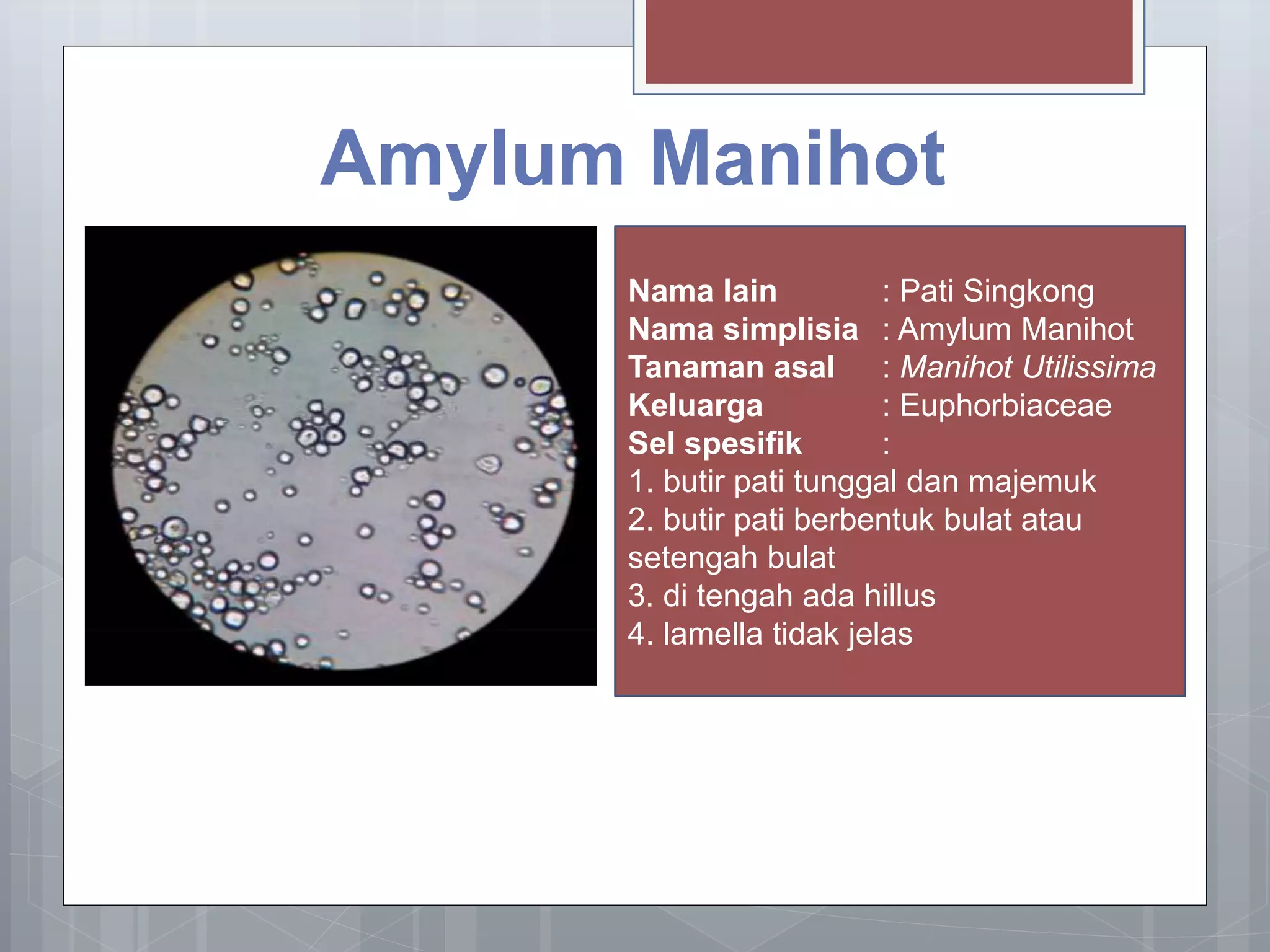 503793898-Praktik-Farmakognosi-Amylum.pptx