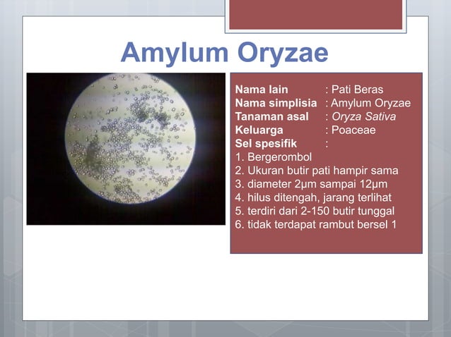 503793898-Praktik-Farmakognosi-Amylum.pptx