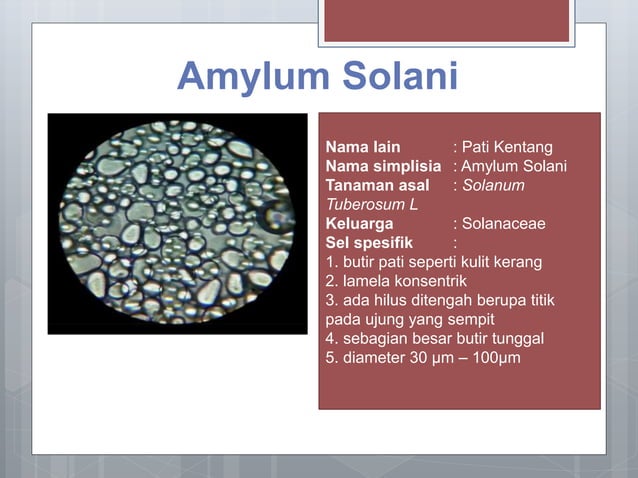 503793898-Praktik-Farmakognosi-Amylum.pptx