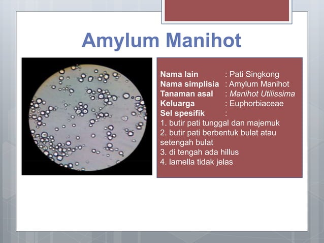 503793898-Praktik-Farmakognosi-Amylum.pptx