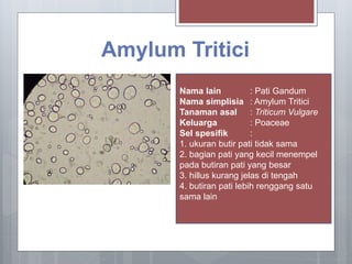 503793898-Praktik-Farmakognosi-Amylum.pptx