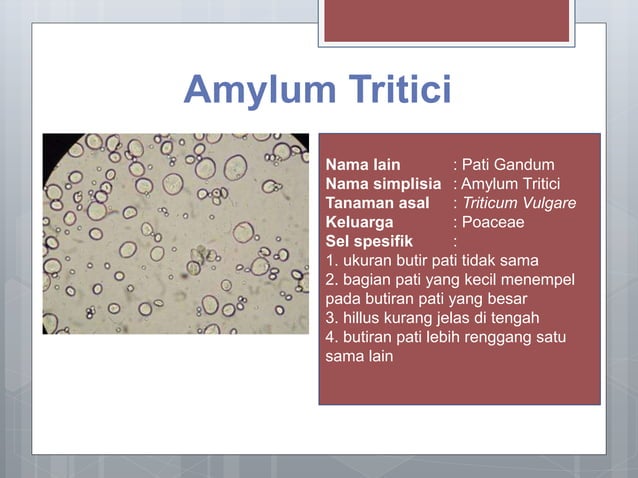 503793898-Praktik-Farmakognosi-Amylum.pptx