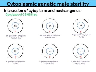 Development of male sterile lines in brinjal and chilli.pptx