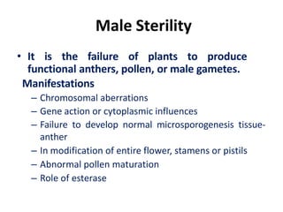 Development of male sterile lines in brinjal and chilli.pptx