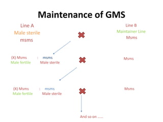 Development of male sterile lines in brinjal and chilli.pptx