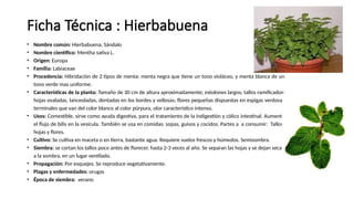 Ficha-Tecnica-Hierbabuena. PLANTA MEDICINALpptx | PPTX