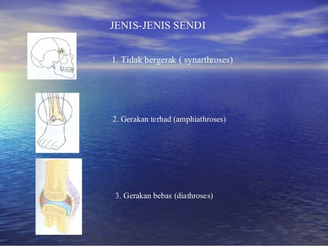 50445176 jenis-jenis-sendi (1)