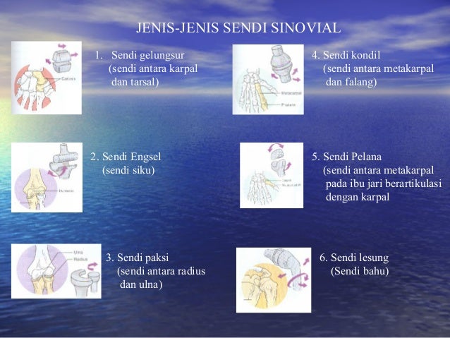 50445176 jenis-jenis-sendi (1)