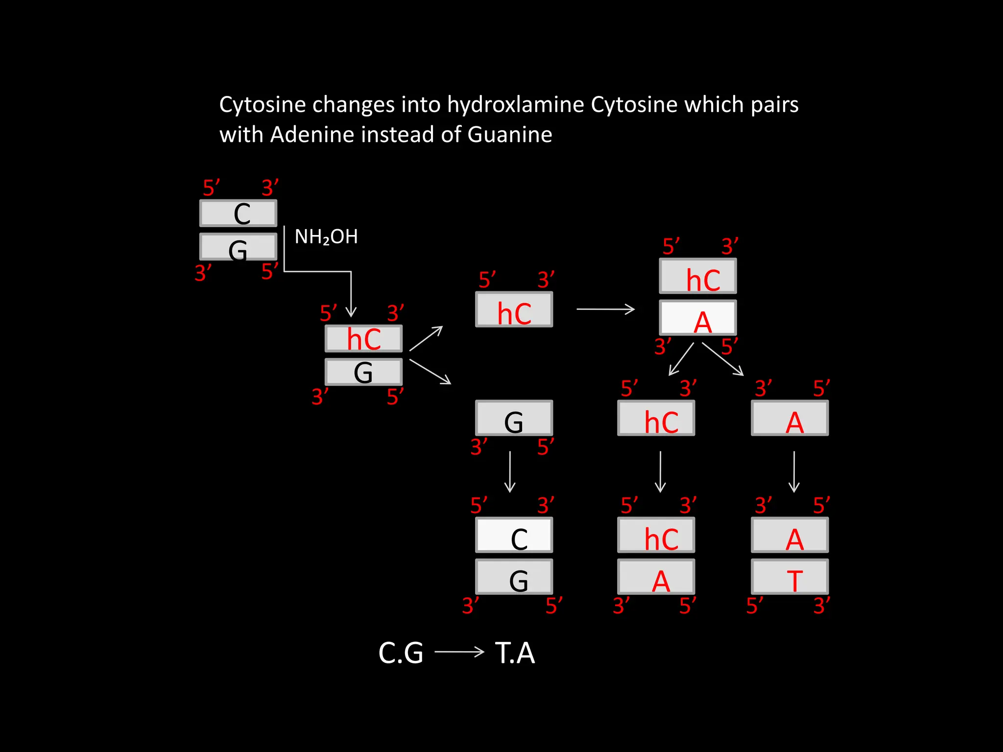 Molecular Mechanisms of Mutation PowerPoint Presenation | PPT