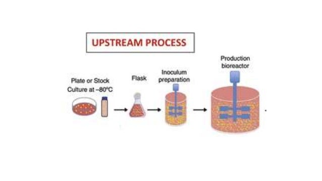 Scale up process or Bioreactor scale up or Upstream process