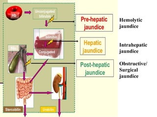 505610638-5-Jaundice.ppt disease in biochemistry | PPT
