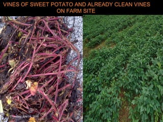 SWEET POTATO VALUE CHAIN INVESTORS PLAN | PPT
