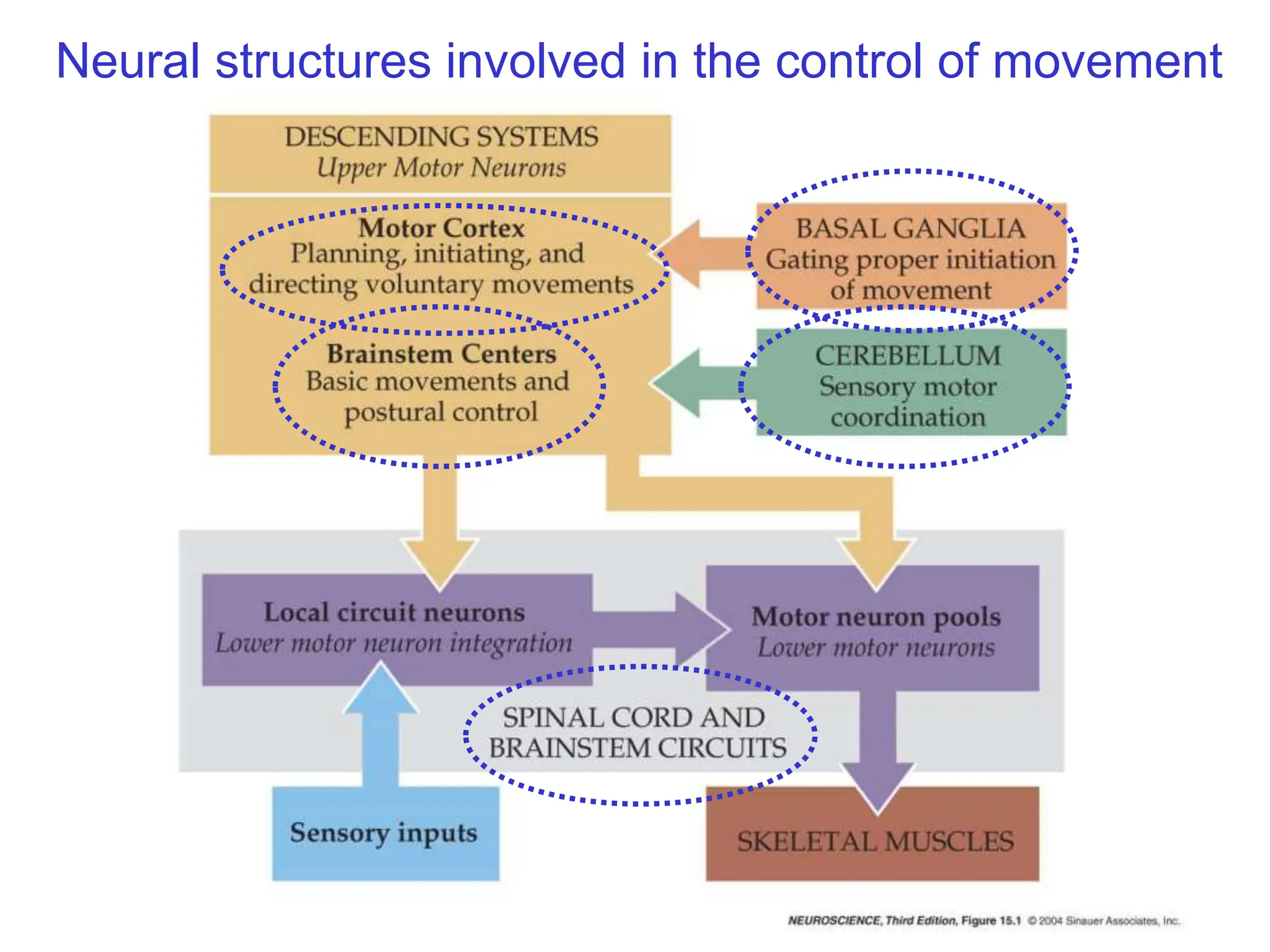 Neural structures involved in the control of movement.ppt