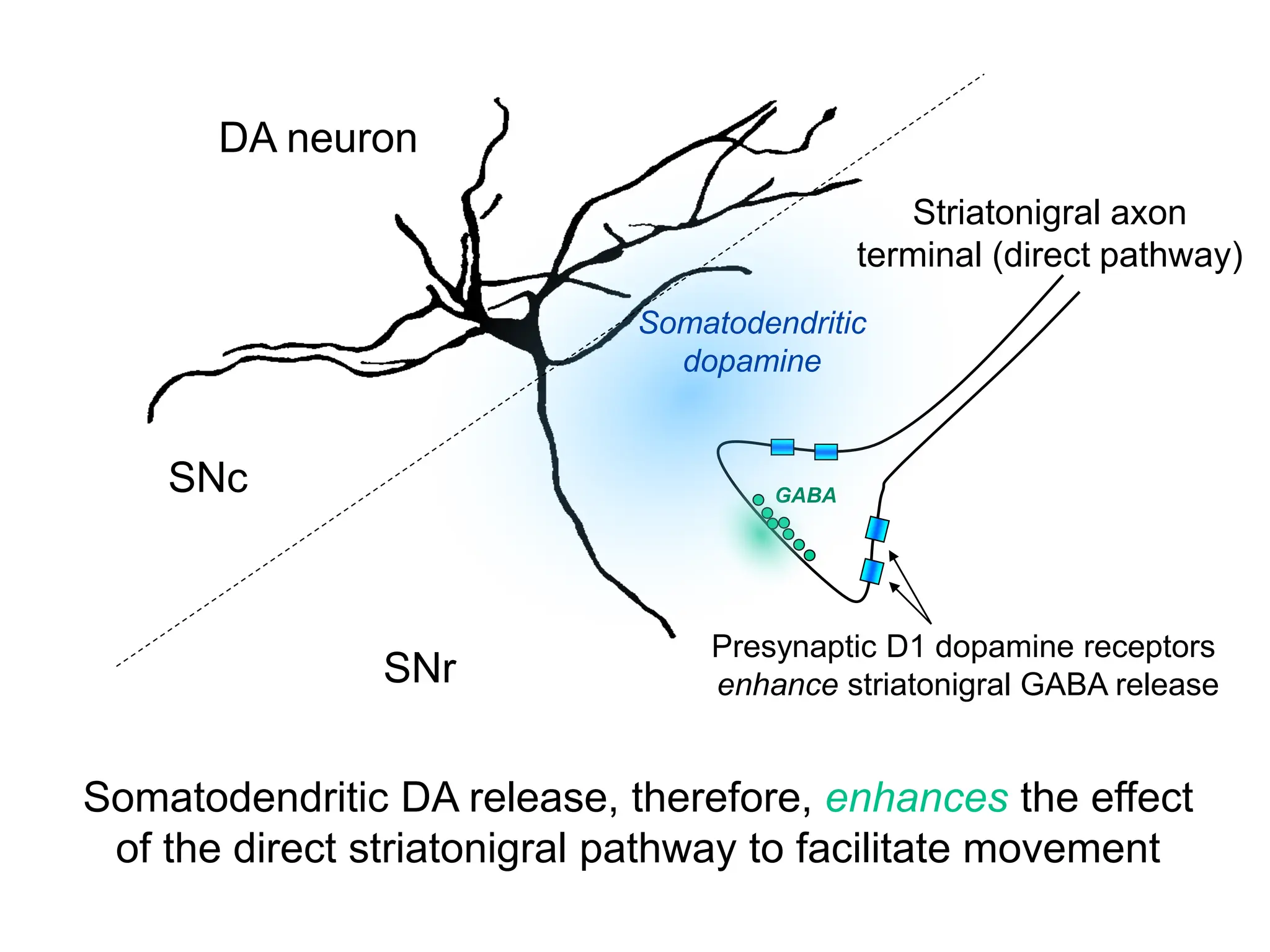 Neural structures involved in the control of movement.ppt