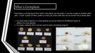 Germplasm Collection activities | PPTX