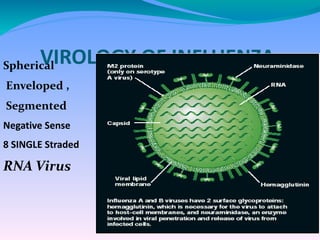 Swine Flu Cell