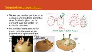 Reproduction in plants is very Good subject | PPT