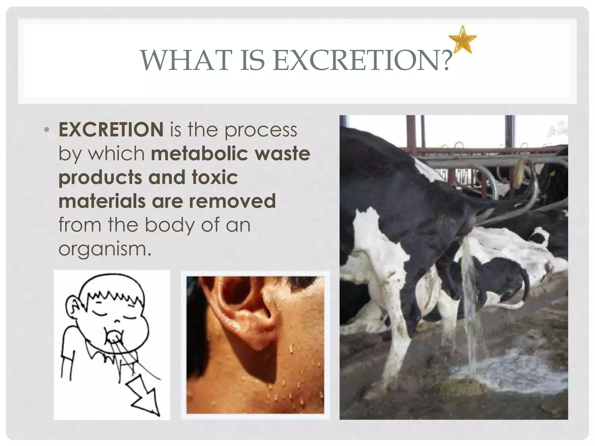 What is Excretion? | PPTX